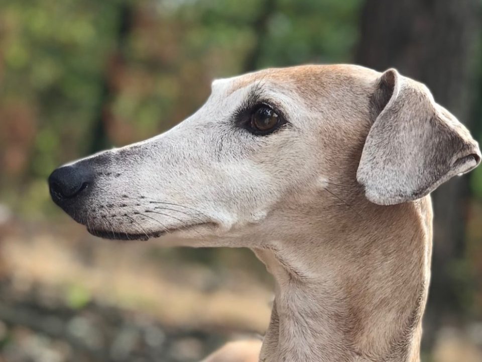 Rasgroep 10: Windhonden - De Nieuwe Hond