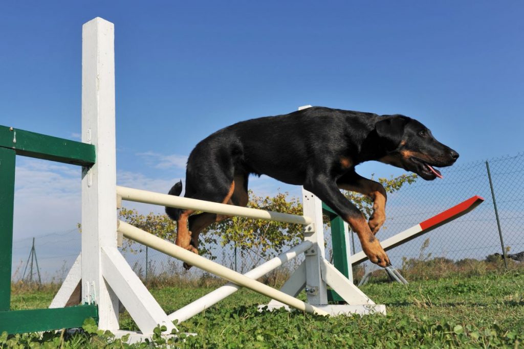 Beauceron | Karakter | Verzorging | Hondenrassen | De Nieuwe Hond