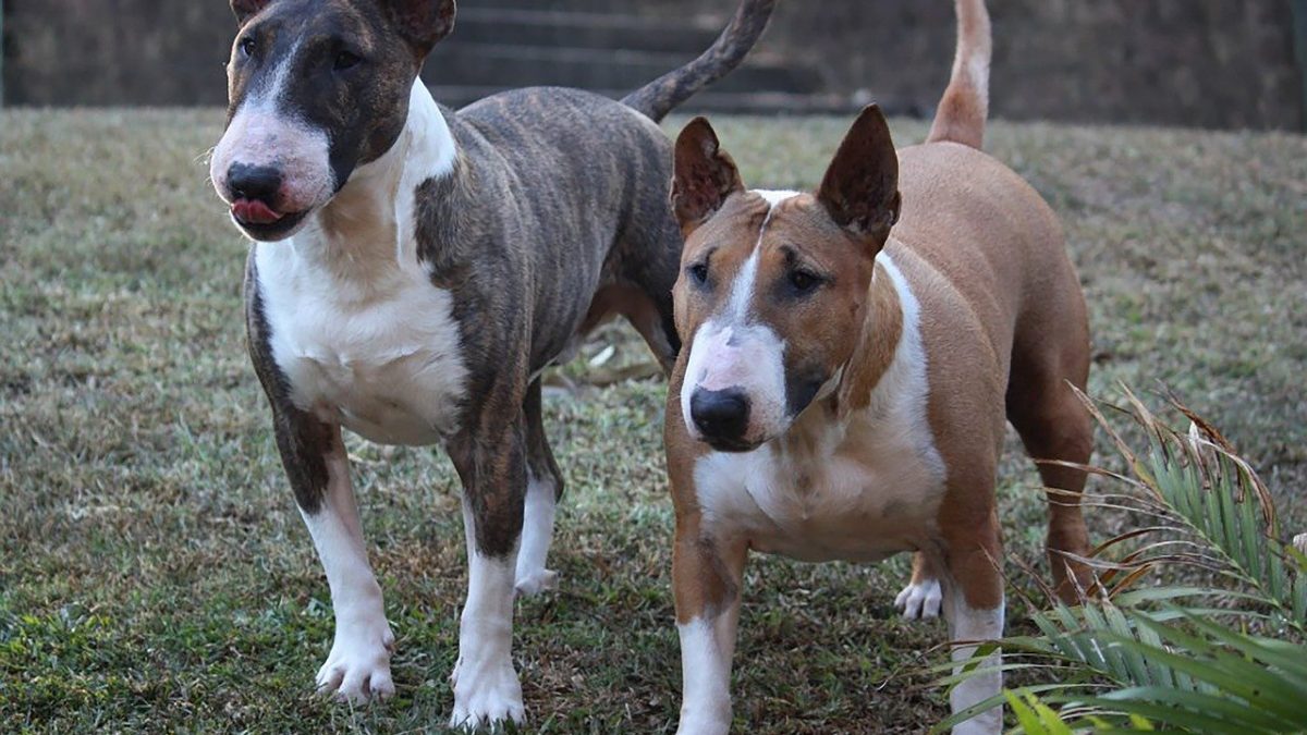 Bull Terrier miniatuur | Karakter | Verzorging | Hondenrassen | De ...