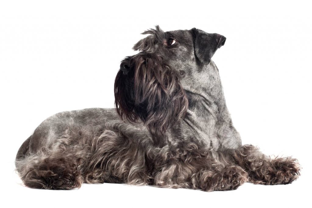 Cesky Terrier of Boheemse Terrier | Karakter | Verzorging ...