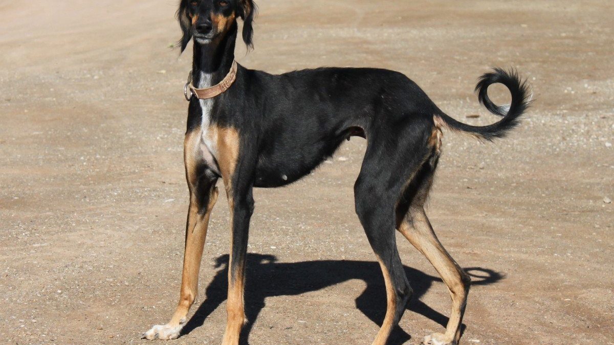 Chart Polski | Karakter | Verzorging | Hondenrassen | De Nieuwe Hond