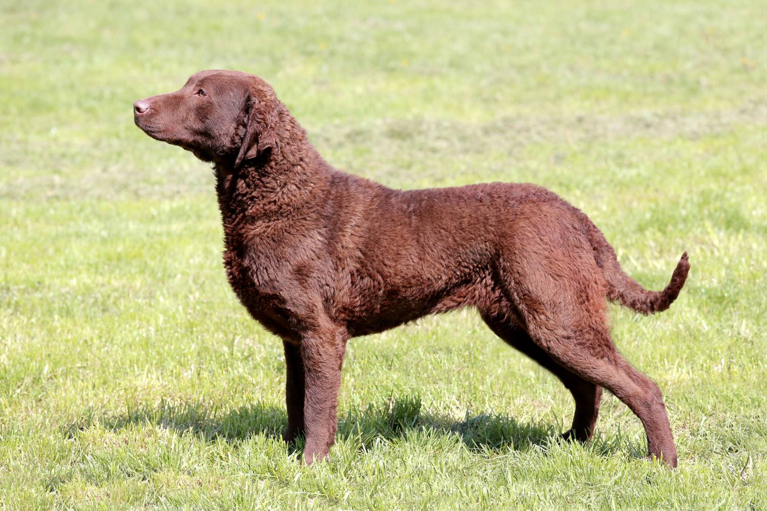 Chesapeake Bay Retriever | Karakter | Verzorging | Hondenrassen | De ...
