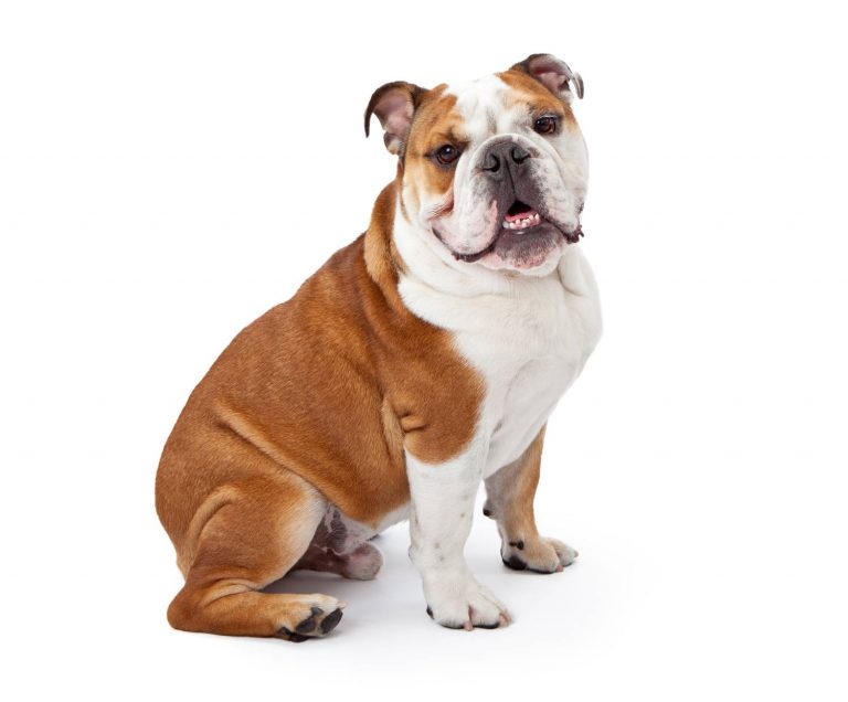 Engelse Bulldog | Alles over Hondenrassen en puppy's | De Nieuwe Hond