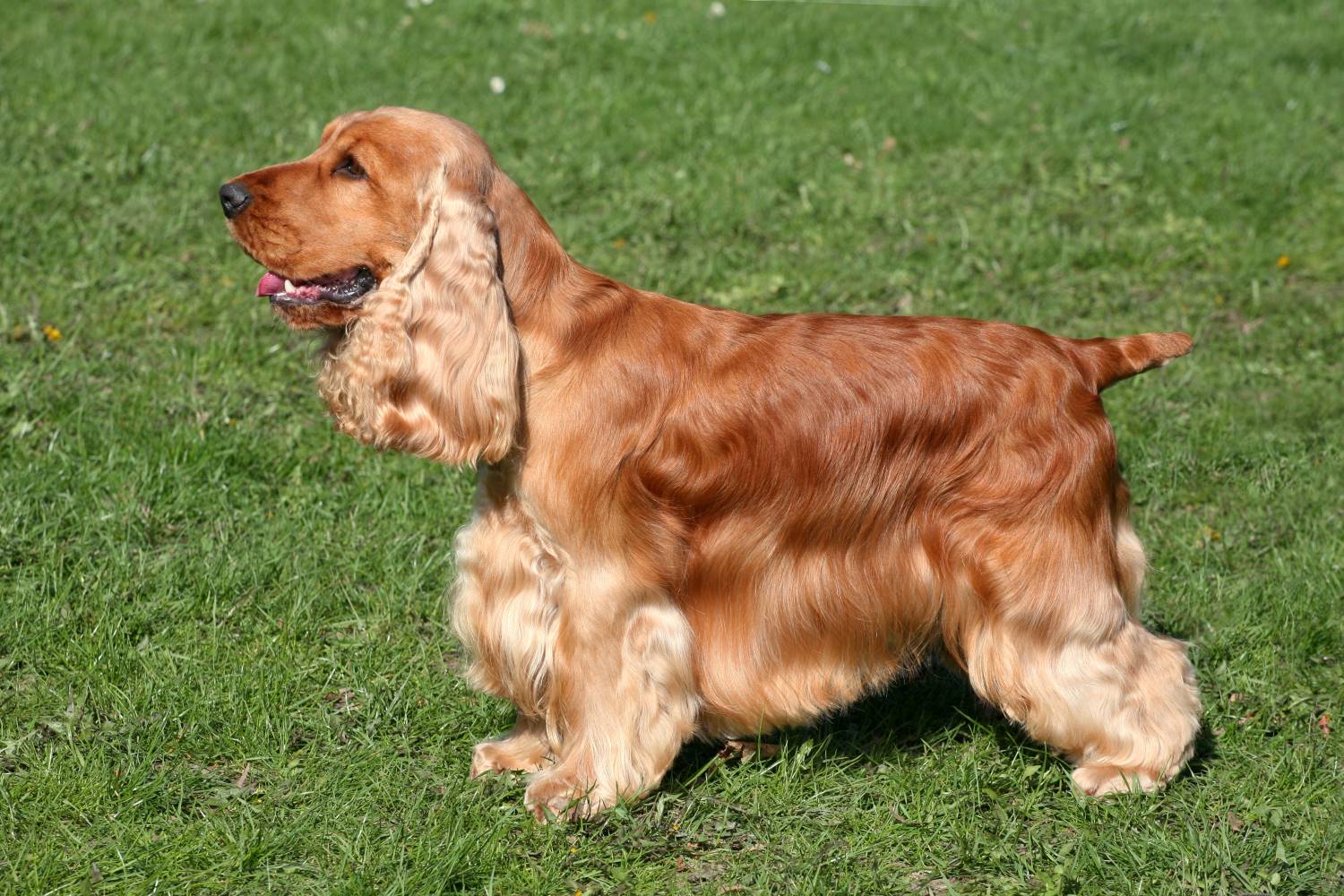 Engelse Cocker Spaniel Karakter Verzorging Hondenrassen De Engelse Cocker Spaniel Karakter Verzorging Hondenrassen De