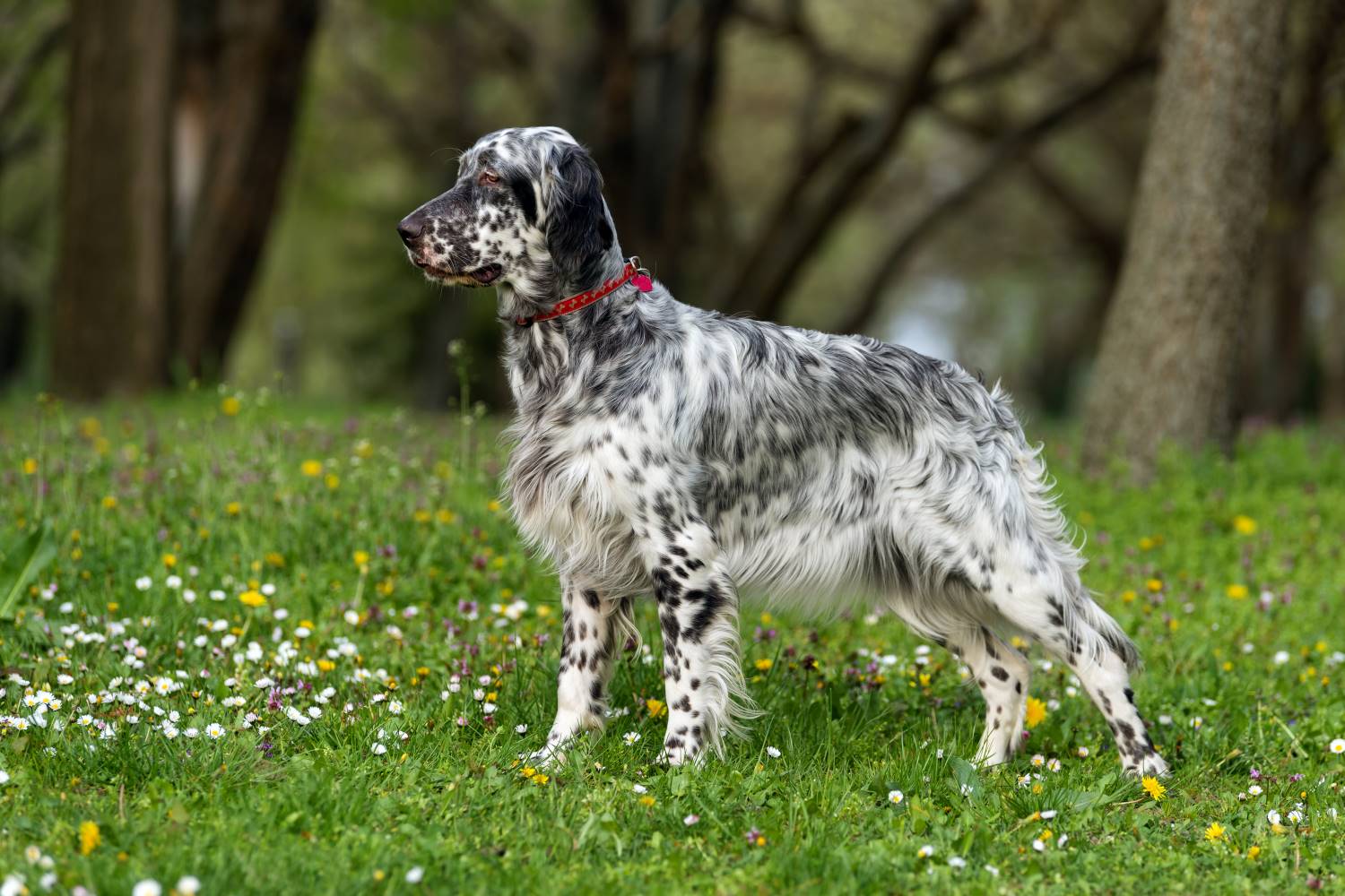 Engelse Setter | Karakter | Verzorging | Hondenrassen | De Nieuwe Hond Engelse Setter | Karakter | Verzorging | Hondenrassen | De Nieuwe Hond