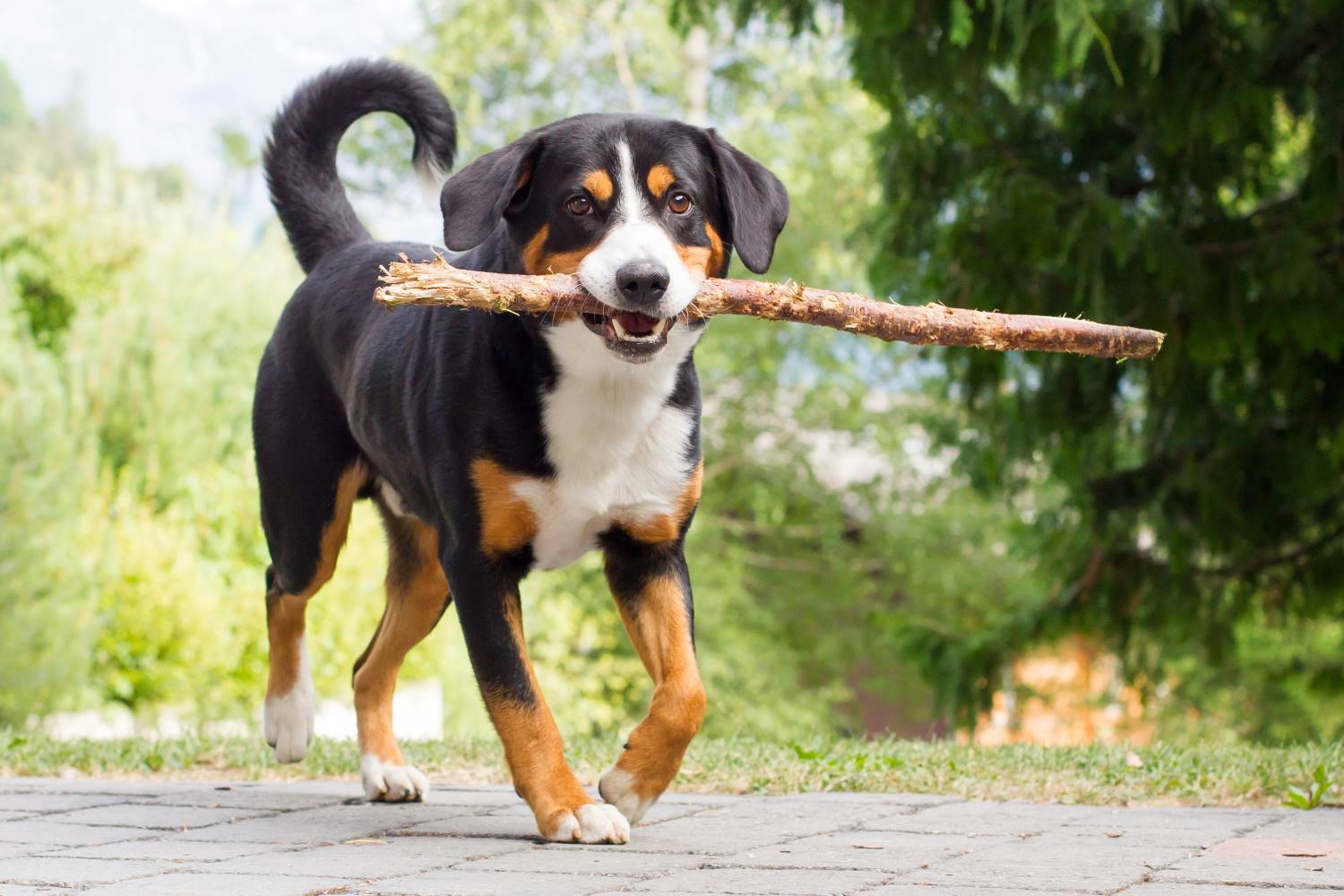 Entlebucher Sennenhond | Karakter | Verzorging | Hondenrassen | De ...