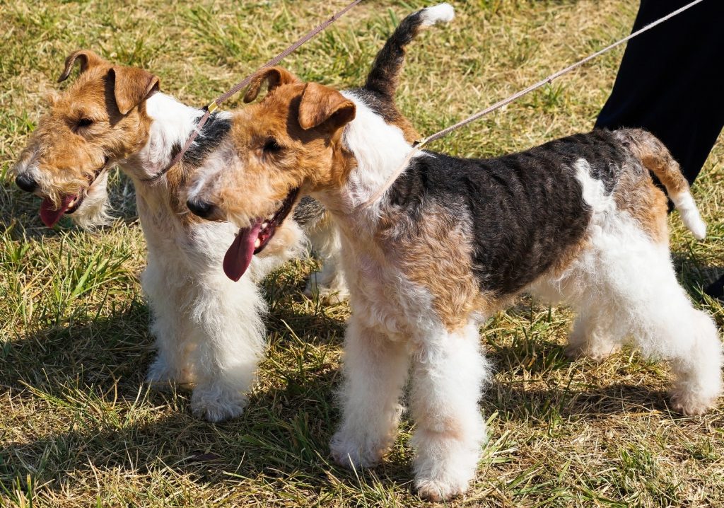 Foxterrier | Karakter | Verzorging | Hondenrassen | De Nieuwe Hond