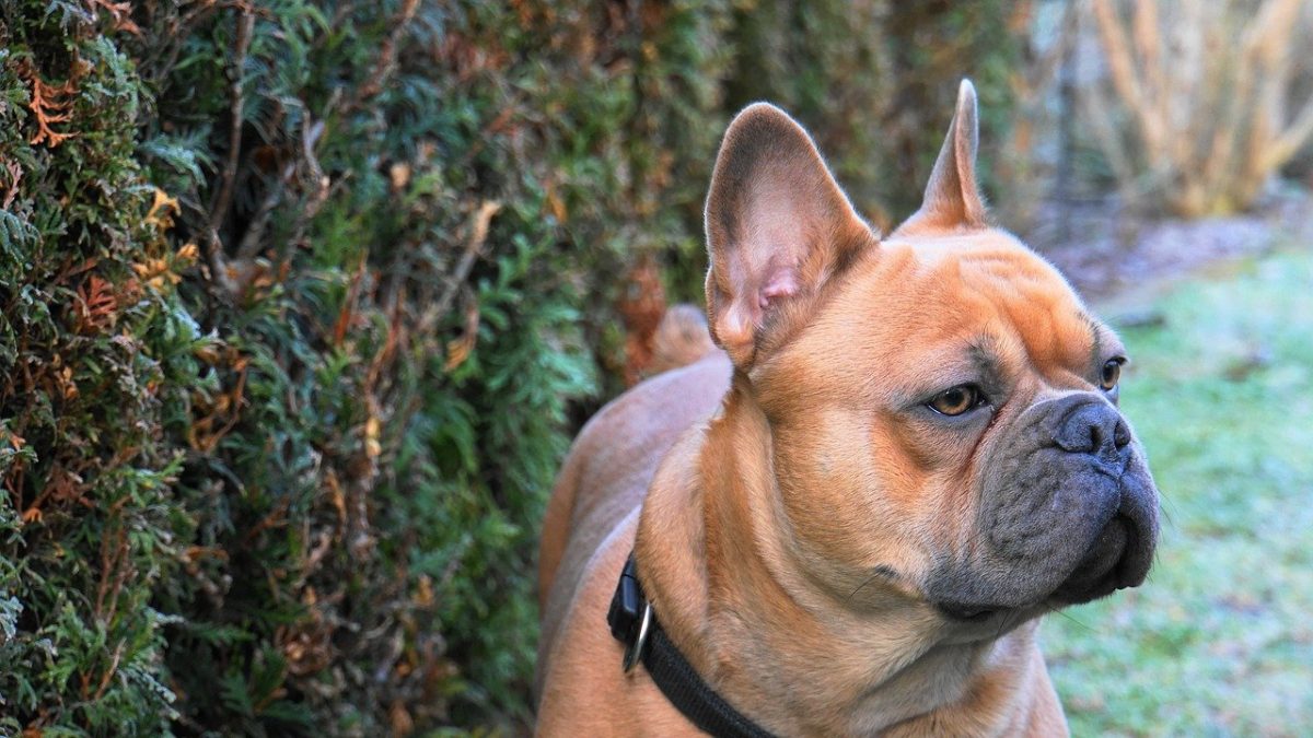 Engelse hondenrassen overzicht en puppy info - De Nieuwe Hond