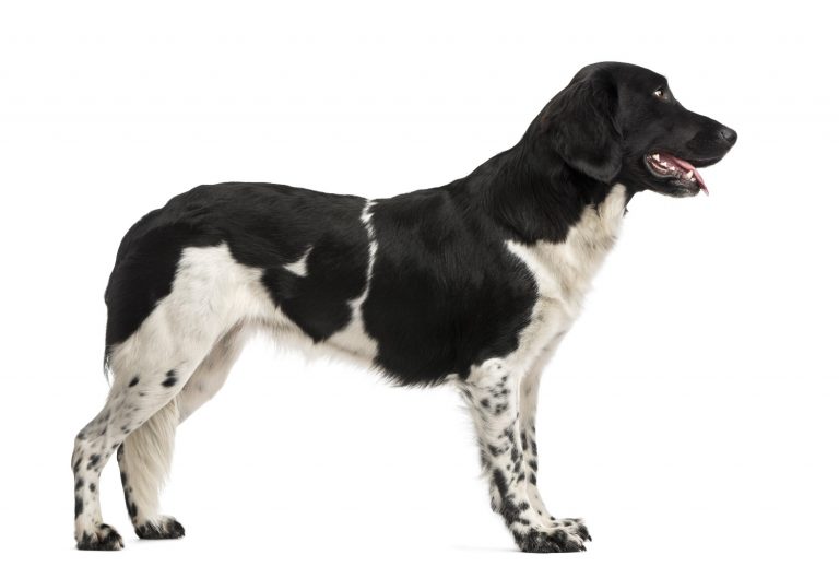 Friese Stabij | Alles over hondenrassen en puppy's | De Nieuwe Hond