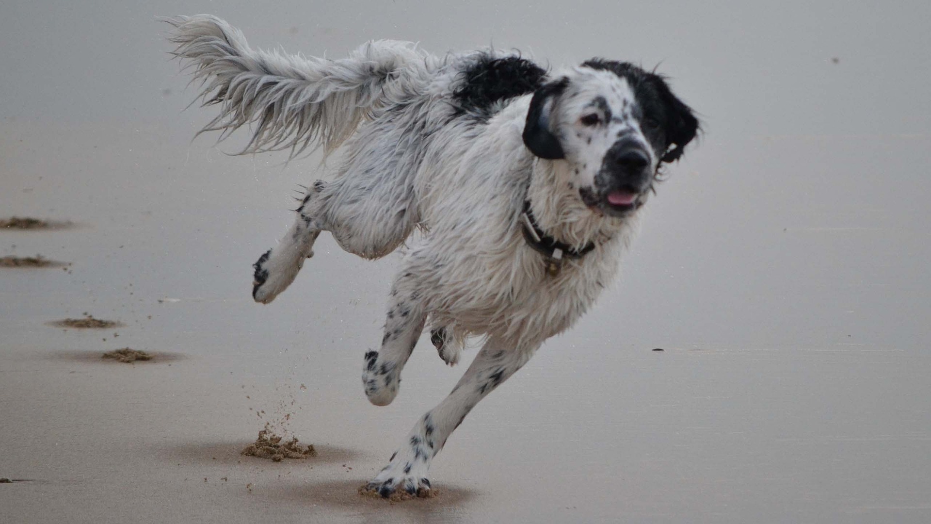 Friese Stabij | Alles over hondenrassen en puppy's | De Nieuwe Hond