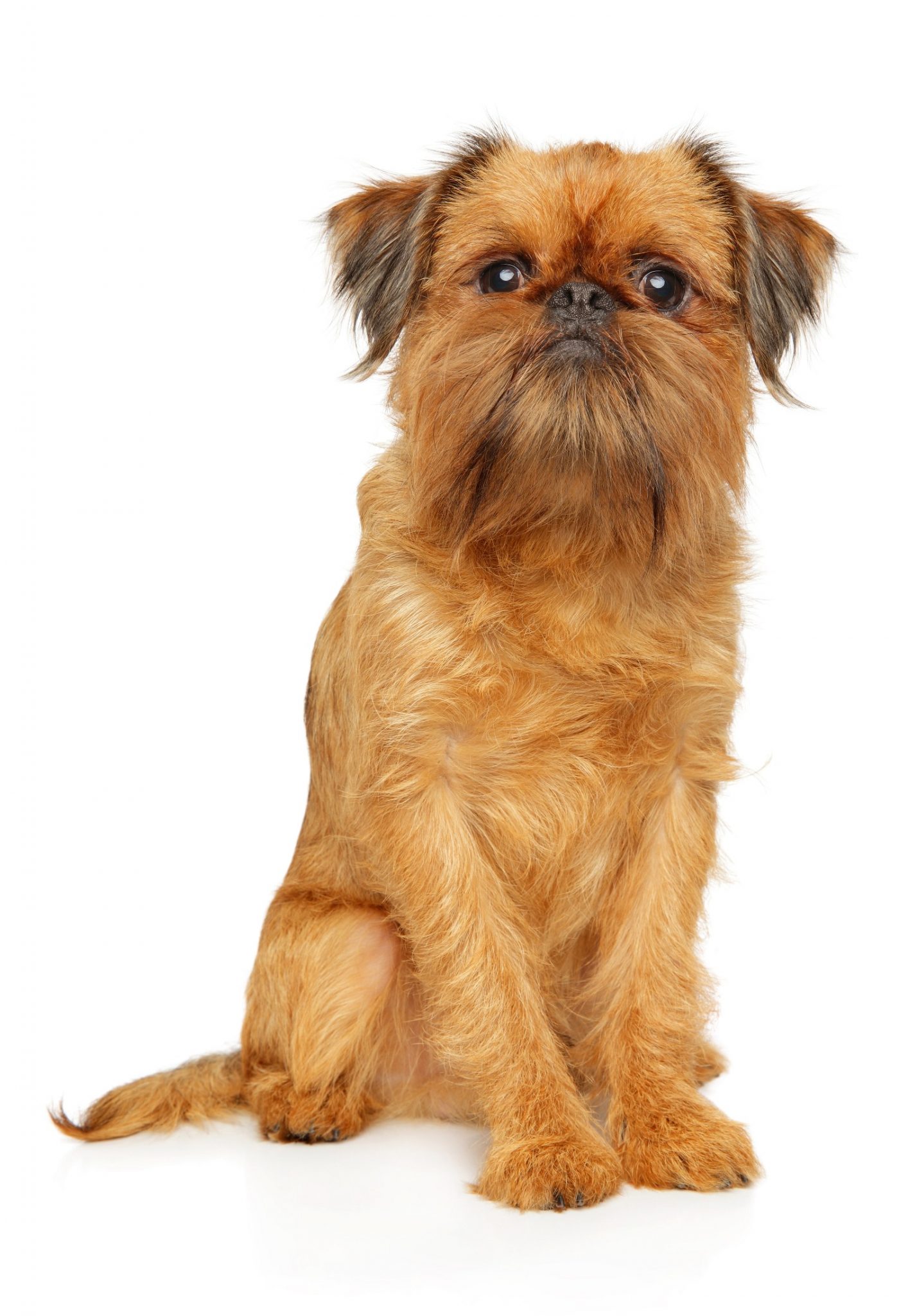 Griffon Bruxellois | Karakter | Verzorging | Hondenrassen | De Nieuwe Hond