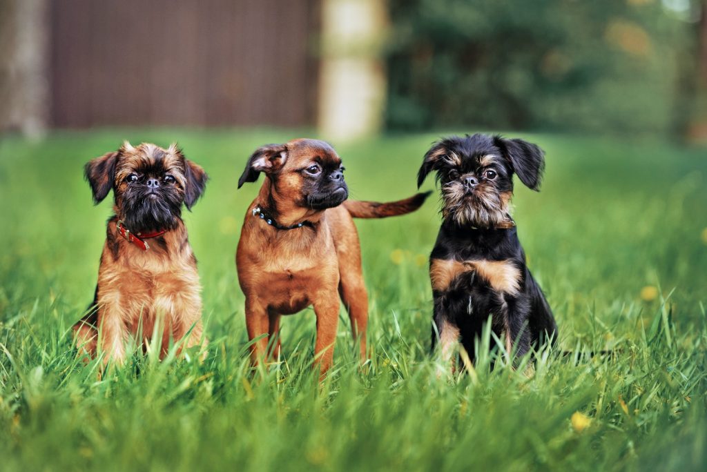 Griffon Bruxellois | Karakter | Verzorging | Hondenrassen | De Nieuwe Hond