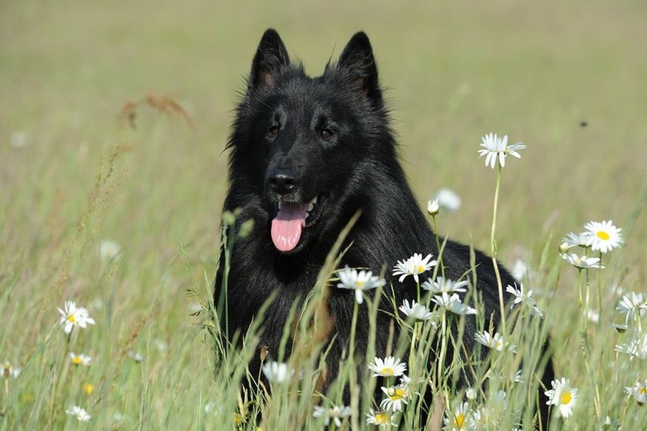 Lijst van Belgische hondenrassen - De Nieuwe Hond