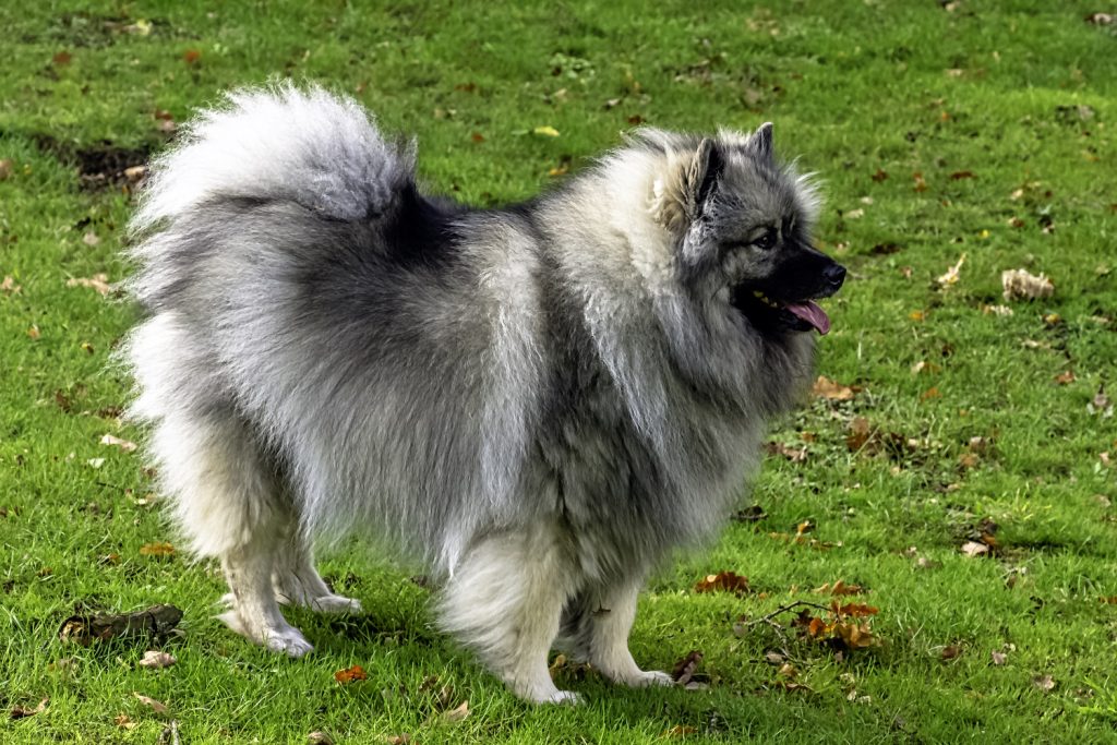 Grote keeshond en Wolfskeeshond | Karakter | Verzorging | Hondenrassen ...