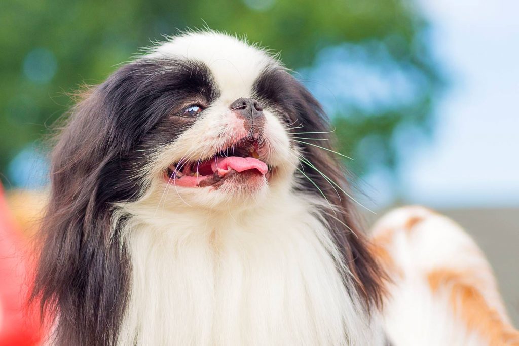 Top 7 Japanse hondenrassen - De Nieuwe Hond