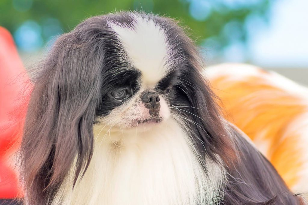 Japanse Spaniel | Karakter | Verzorging | Hondenrassen | De Nieuwe Hond