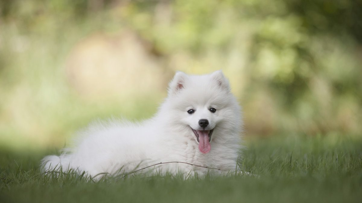 Japanse Spits | Karakter | Verzorging | Hondenrassen | De Nieuwe Hond