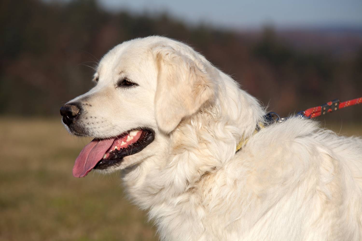Kuvasz | Karakter | Verzorging | Hondenrassen | De Nieuwe Hond