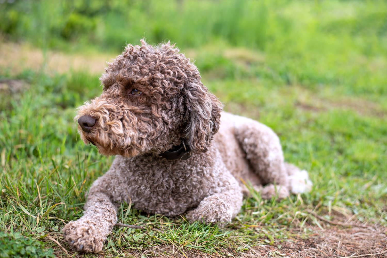 Lagotto Romagnolo | Karakter | Verzorging | Hondenrassen | De Nieuwe Hond