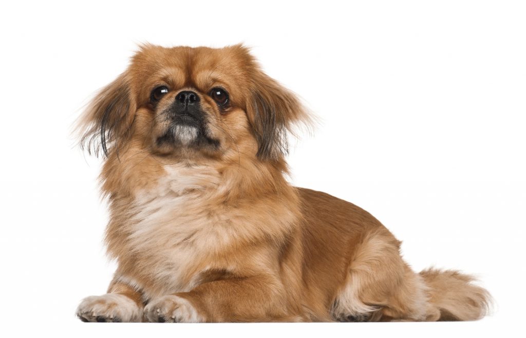 Pekinees | Alles over hondenrassen en puppy's | De Nieuwe Hond