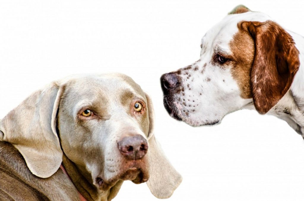 Engelse hondenrassen overzicht en puppy info - De Nieuwe Hond