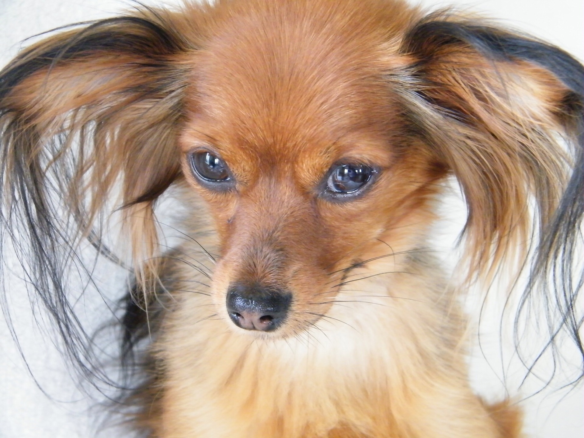 Russkiy Toy | Karakter | Verzorging | Hondenrassen | De Nieuwe Hond