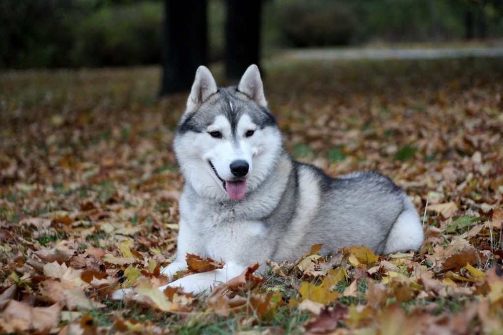 Siberian Husky | Karakter | Verzorging | Hondenrassen | De Nieuwe Hond