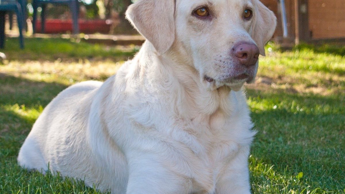Grote hondenrassen overzicht - Alle hondenrassen - De Nieuwe Hond