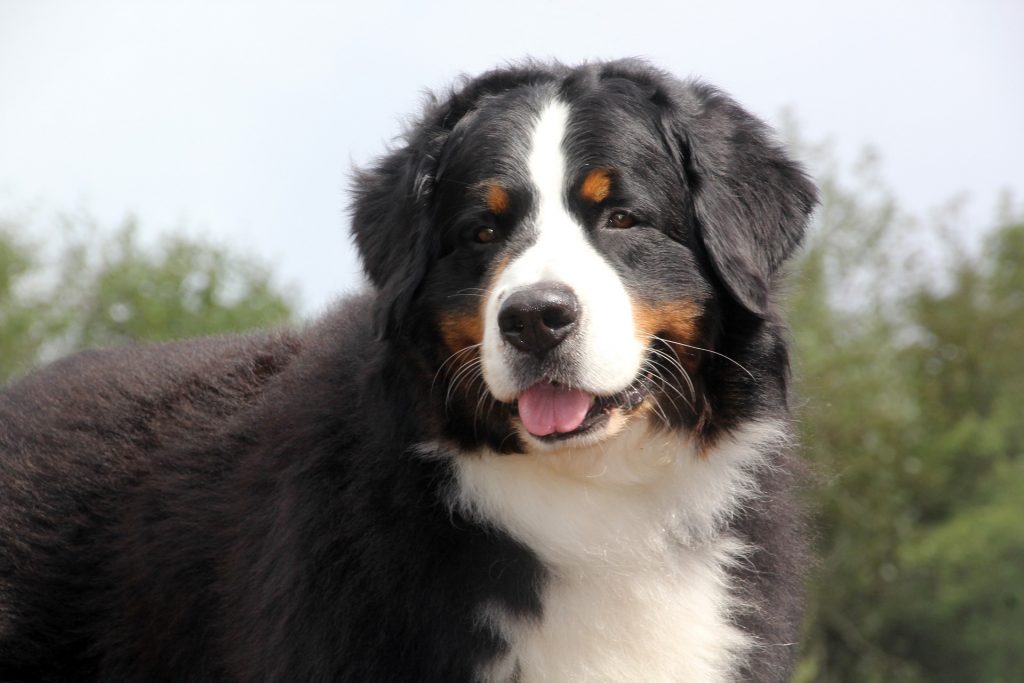 Berner Sennenhond | Alles over hondenrassen | De Nieuwe Hond