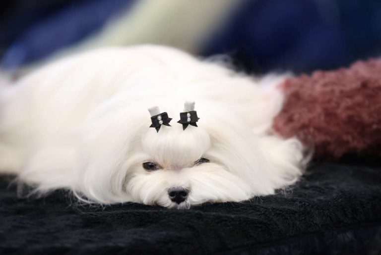 Bolognezer | Karakter | Verzorging | Hondenrassen | De Nieuwe Hond