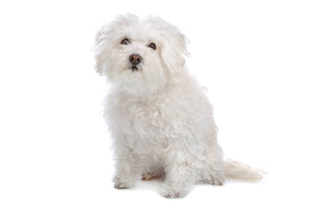 Bolognezer | Karakter | Verzorging | Hondenrassen | De Nieuwe Hond