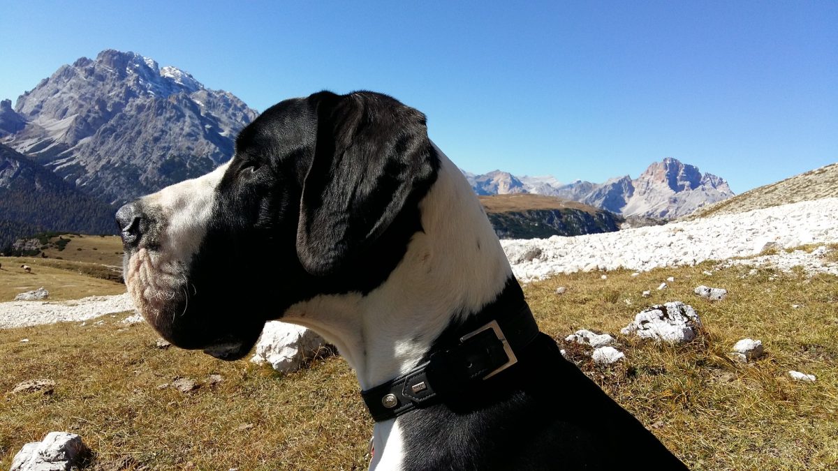 Duitse Dog | Karakter | Verzorging | Alle Hondenrassen | De Nieuwe Hond