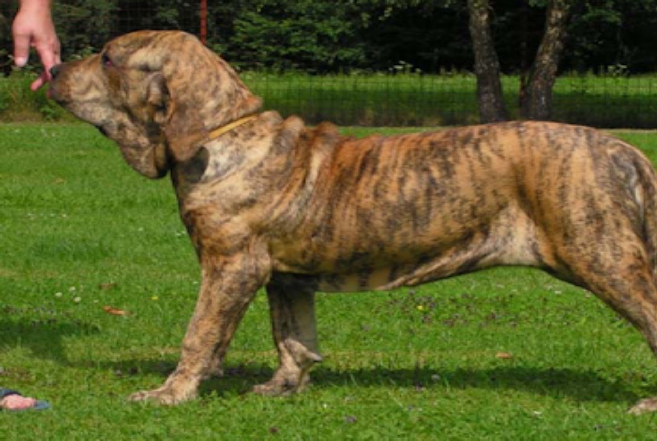 Fila Brasileiro | Karakter | Verzorging | Hondenrassen | De Nieuwe Hond