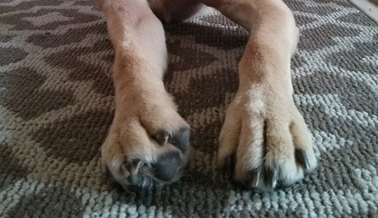 hondenpoot - De Nieuwe Hond