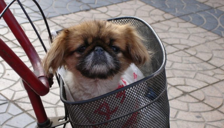 Pekinees | Alles over hondenrassen en puppy's | De Nieuwe Hond