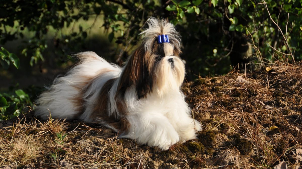 Shih Tzu | Alles over hondenrassen en puppies | De Nieuwe Hond