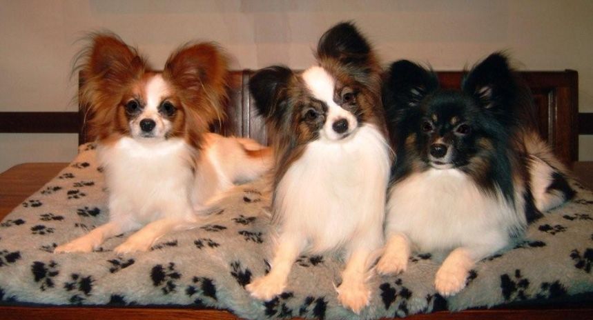 vlinderhond - De Nieuwe Hond