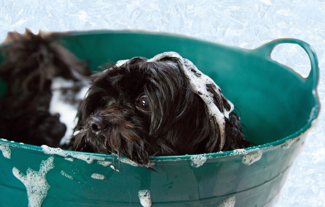 Mijn hond stinkt en wat zijn de oorzaken - De Nieuwe Hond