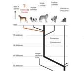 Zijn windhonden anders dan andere hondenrassen - De Nieuwe Hond