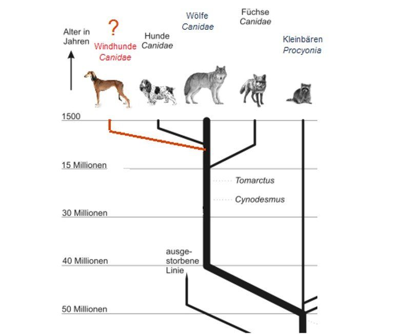 Zijn windhonden anders dan andere hondenrassen - De Nieuwe Hond