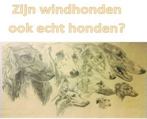 Zijn windhonden anders dan andere hondenrassen - De Nieuwe Hond