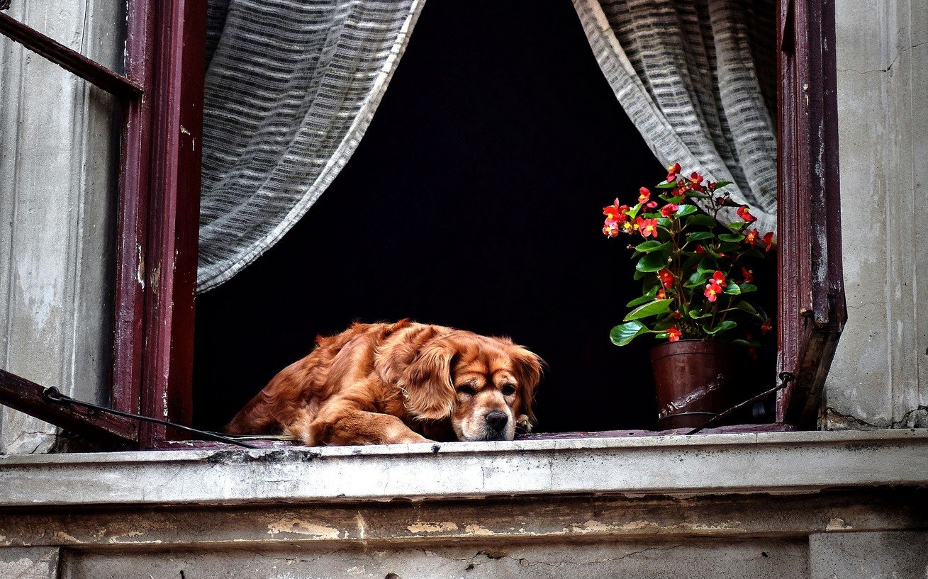 Hoe het leven van een oude hond wat makkelijker te maken? - De Nieuwe Hond