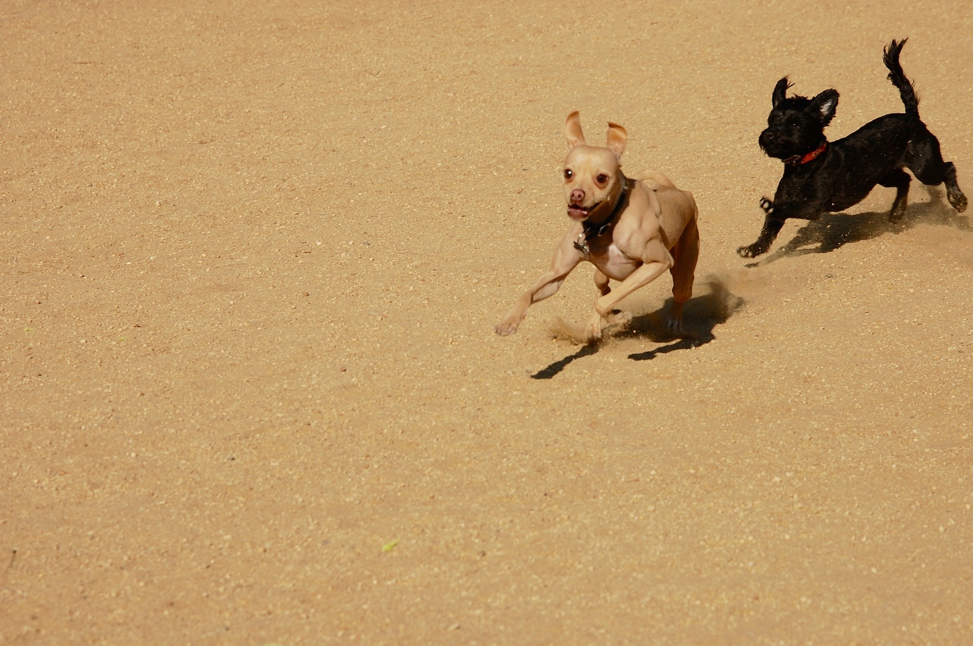 Rabies Symptomer Hondsdolheid Bij Honden Symptomen En Behandelingen