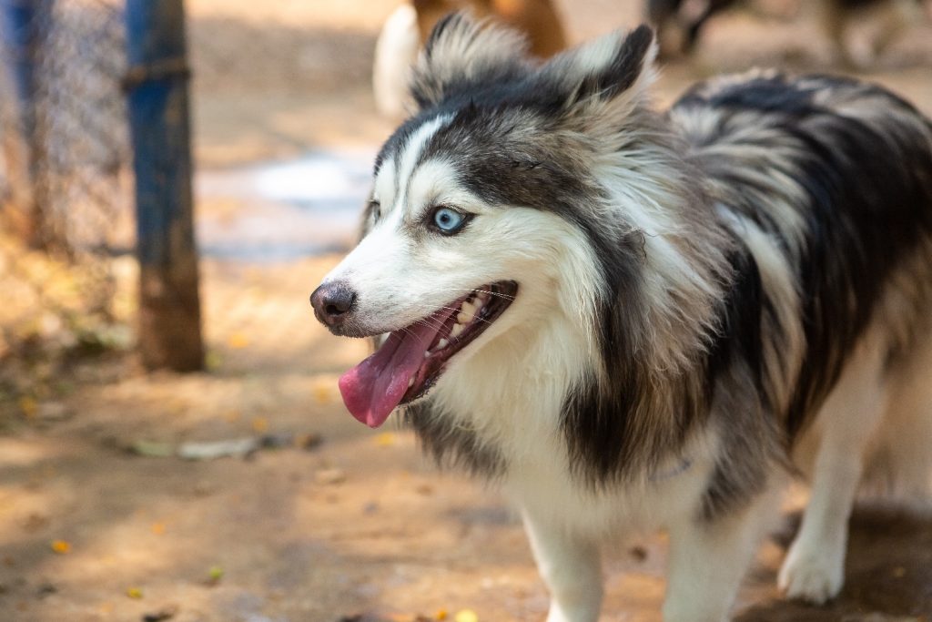 Pomsky | Alles over hondenrassen | De Nieuwe Hond