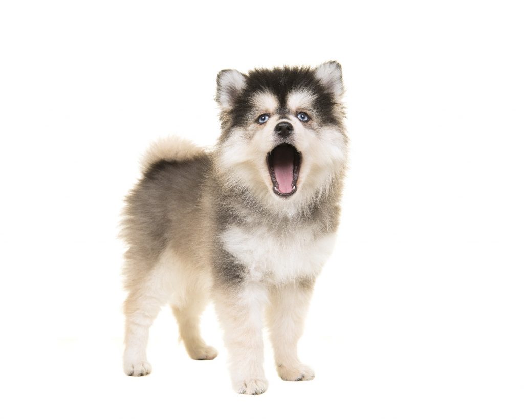 Pomsky | Alles over hondenrassen | De Nieuwe Hond
