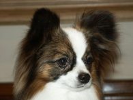 Vlinderhond en Nacht- vlinderhond | Alles over Hondenrassen en puppies ...