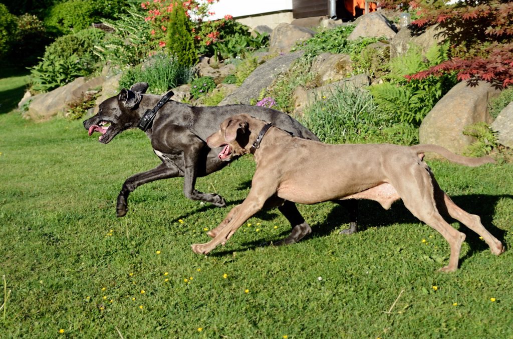 Deense Dog - Alles over hondenrassen en puppy's - De Nieuwe Hond