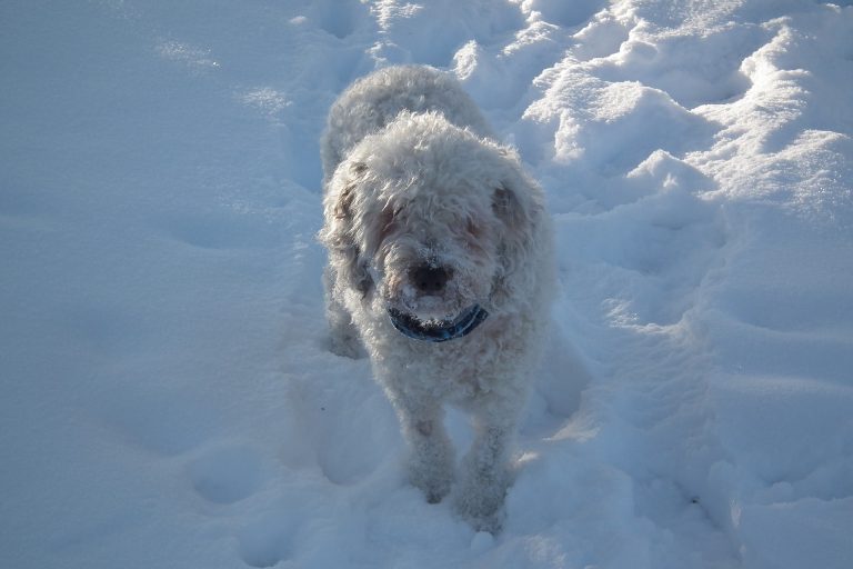 10 Witte hondenrassen - Alles over hondenrassen - De Nieuwe Hond