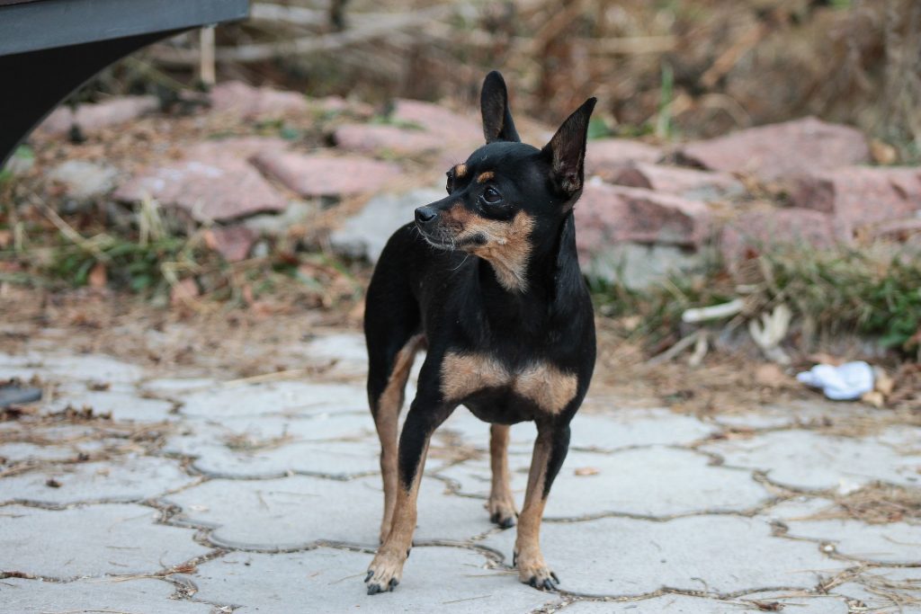 Engelse hondenrassen overzicht en puppy info - De Nieuwe Hond