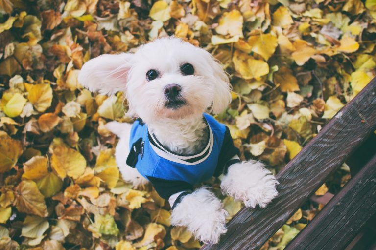 Boomer - Boomer puppy's | Hondenrassen - De Nieuwe Hond